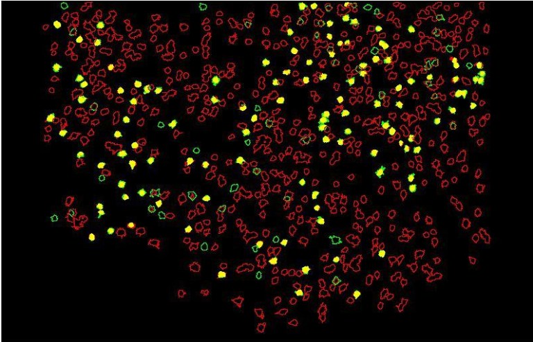 Using Suite2p with Scanbox – Scanbox